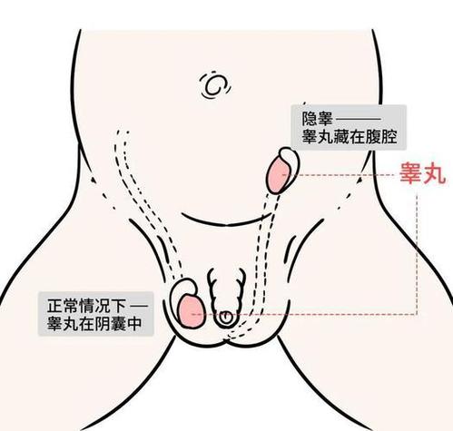 舔男性睾丸危害是什么图标