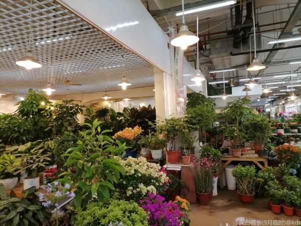 浦东最好的花鸟市场截图