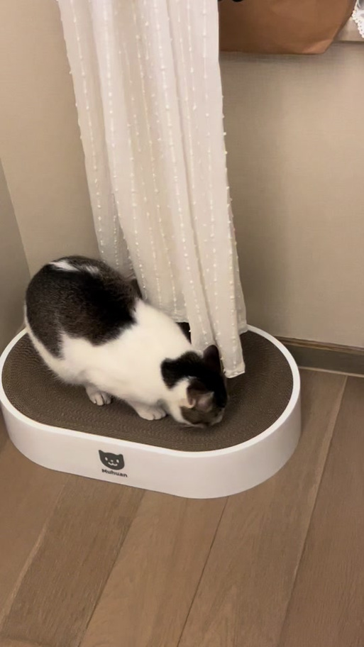多多猫 插件截图