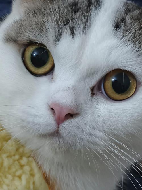 猫猫翻译器真的有效吗截图