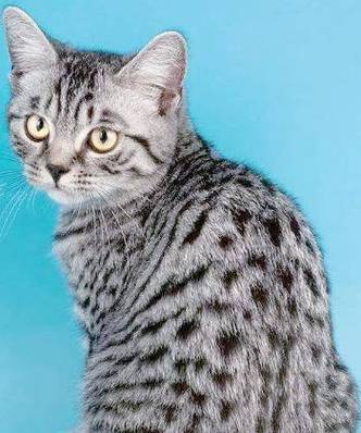 diives的埃及猫图标