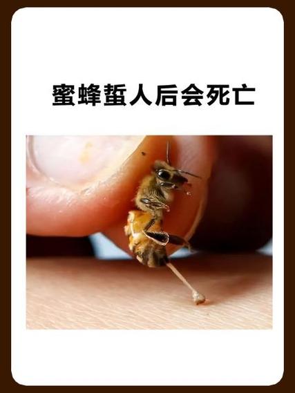 蜜蜂会在外面过夜吗截图