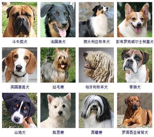 宠物大全500种图标