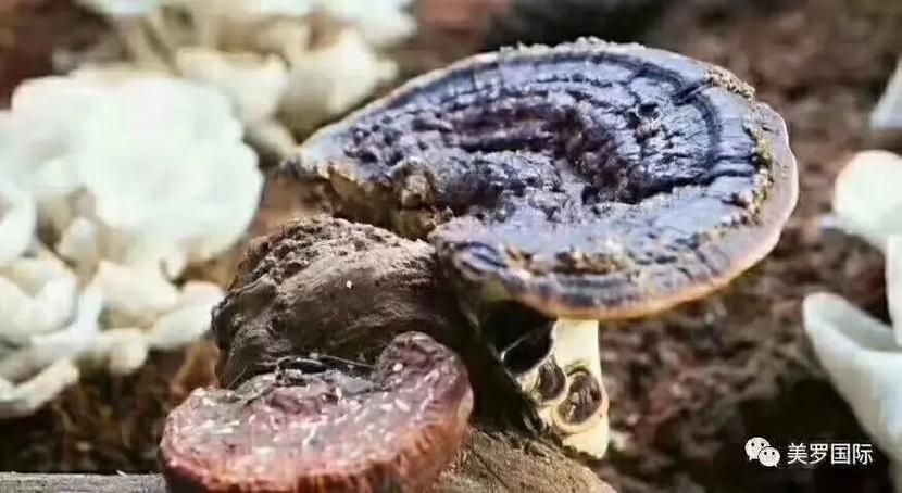 灵芝能治肺结节吗图标