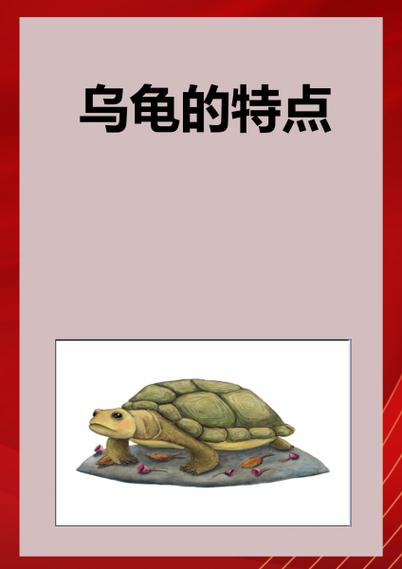 乌龟的特点有哪些特征呢图标