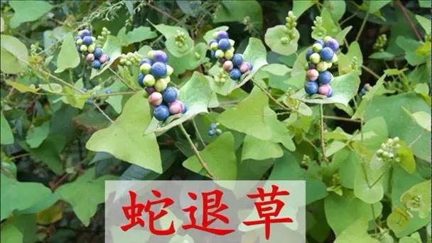 蛇息草截图