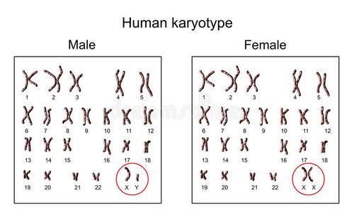 男性dna与女性dna图标