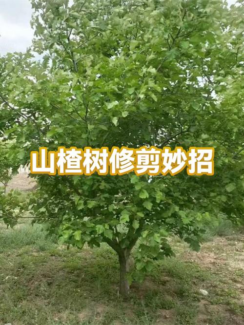 山楂树的春季修剪截图