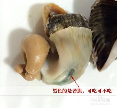 海螺排泄部位在哪里图标