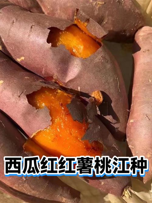 西瓜红红薯什么时候卖