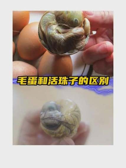 探花蛋和毛蛋区别图标