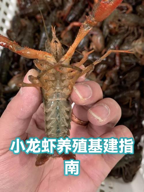 小龙虾养殖条件图标