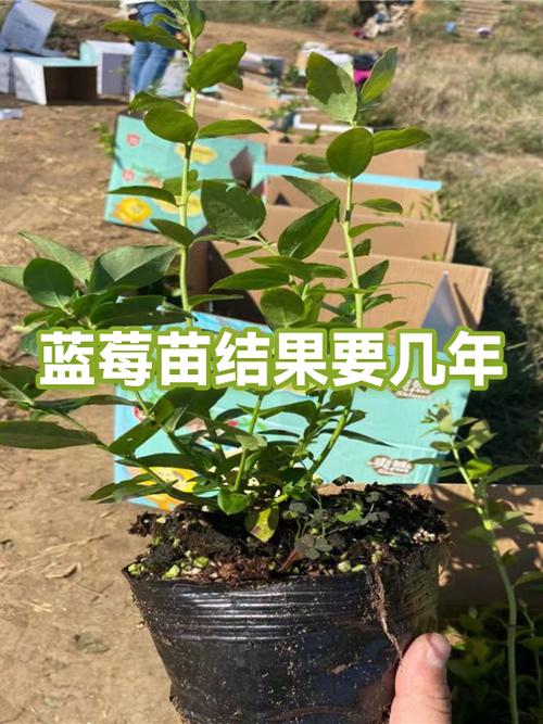 百度蓝莓成长9.1图标