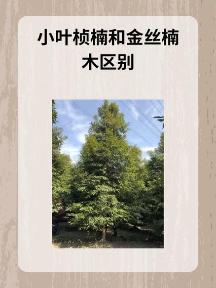 楠木分几种类型图标
