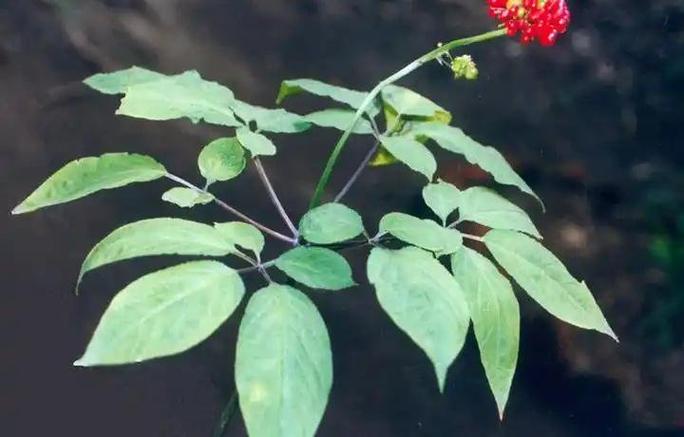 野山参能挖吗