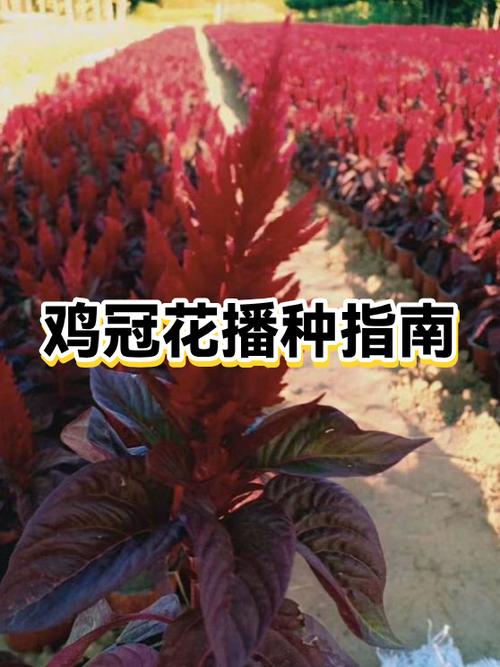 鸡冠花的播种方法图标