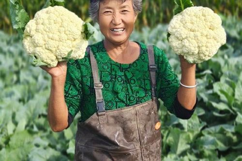 花菜产地是哪里图标