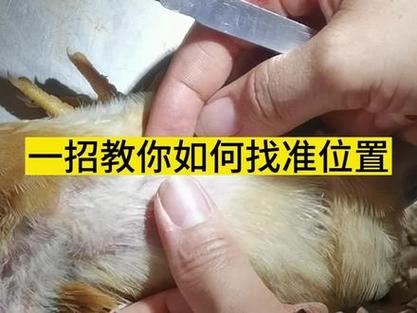 阉鸡下刀位置图解截图
