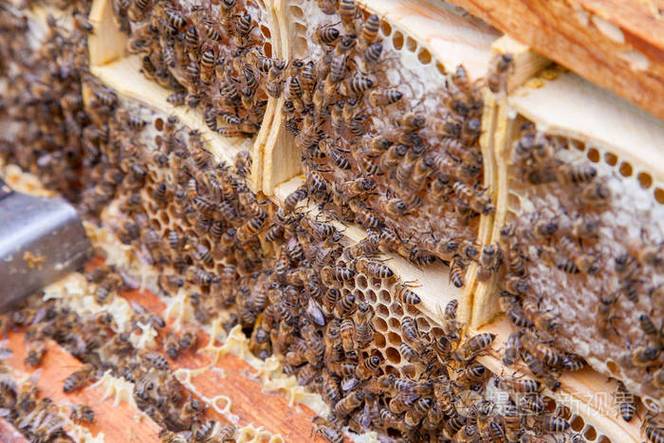 cute honey游戏图标