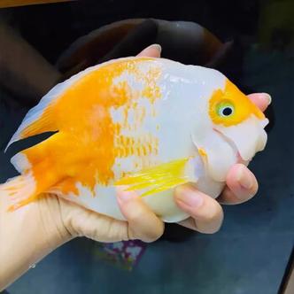 财神和鹦鹉有什么区别图标