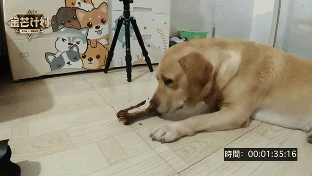 狗狗可以吃牛骨头吗截图