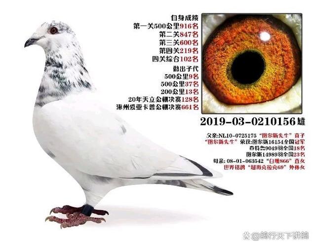赛鸽的分类和特点图标