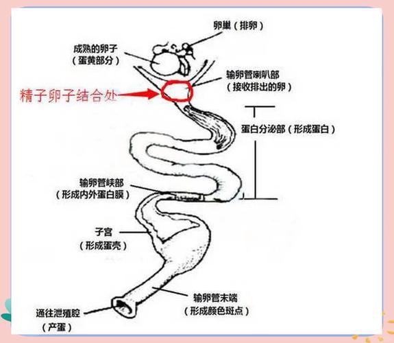 怎么分辨母鸡有蛋了图标