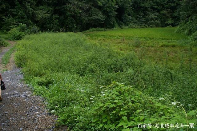 一沃土肥田图标