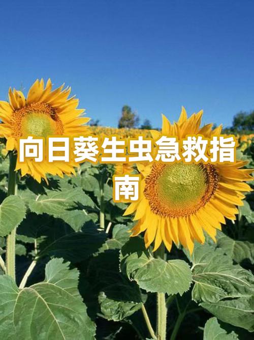 什么是向日葵识别码图标