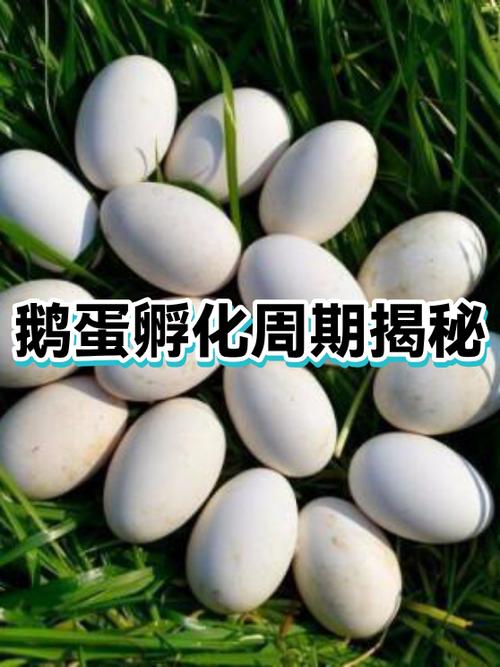 鹅蛋网图标