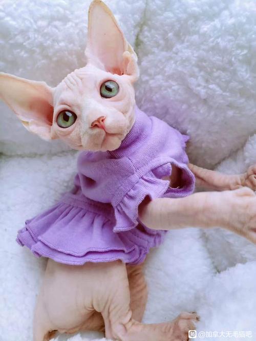 斯芬克斯猫作品集游戏截图