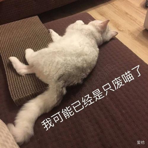 我已经是一只废猫了表情包