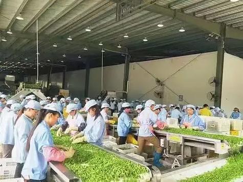 招聘蔬菜分拣员图标
