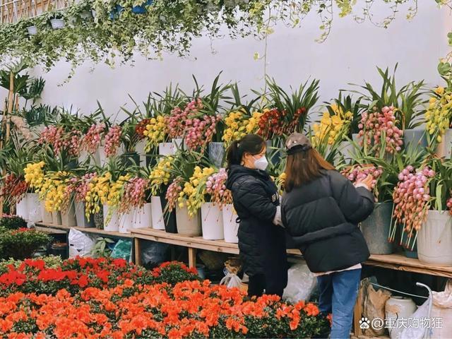 重庆花鸟市场缩略图