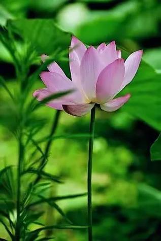 念芙蓉全文阅读