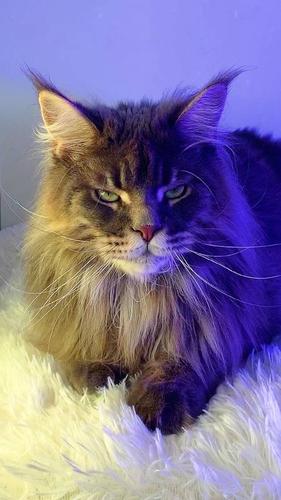 在猫咪眼里最帅的是猫是图标