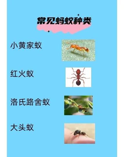 蚂蚁进家里是什么原因图标