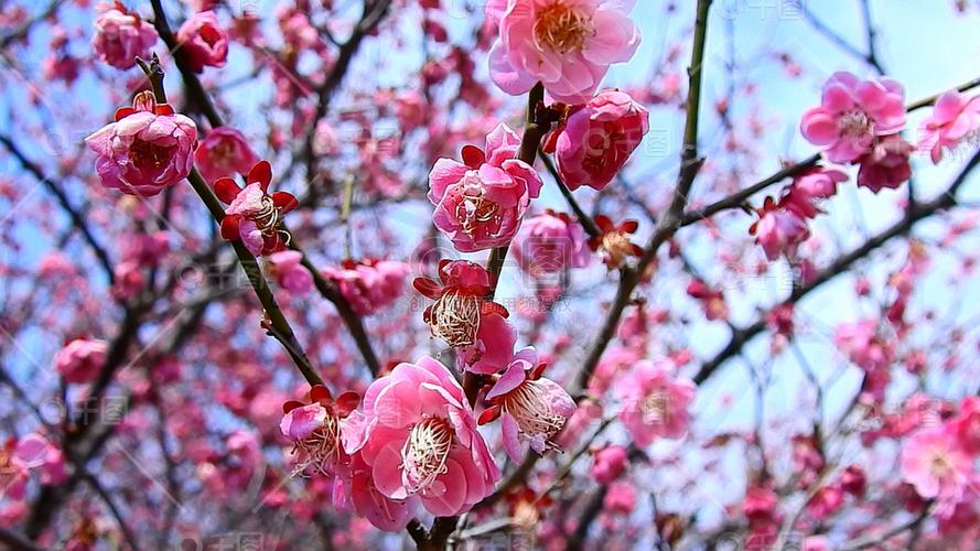 真梅花视频下载图标