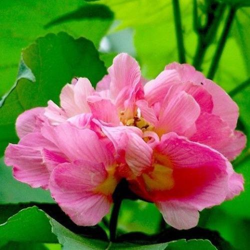 芙蓉暗示着什么图标