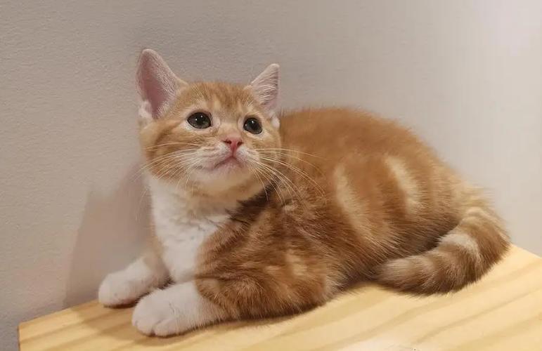 橘色美短和橘猫的区别图标