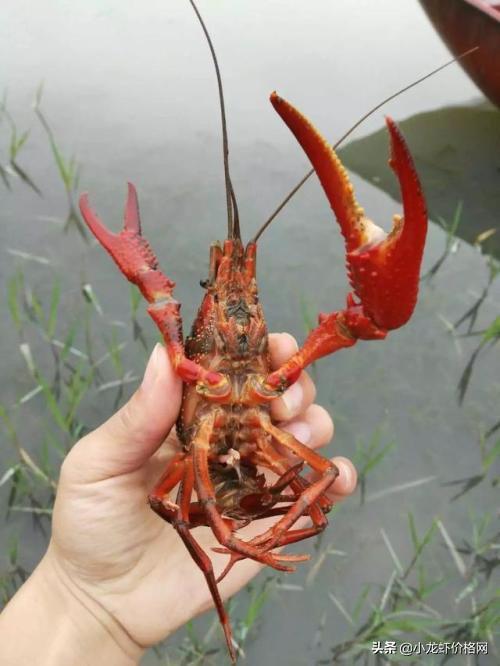 小龙虾自动挂机安全吗截图