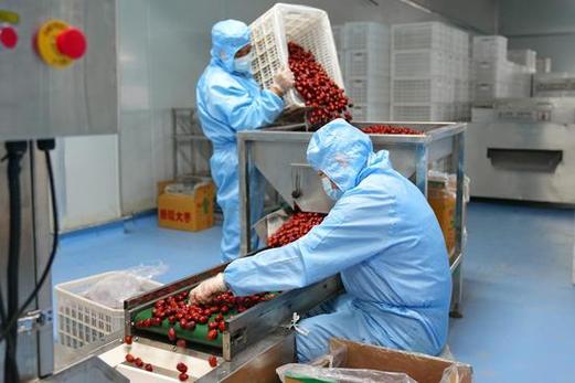 红枣生产厂家图标