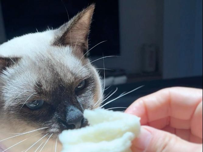 猫可以吃馒头吗图标