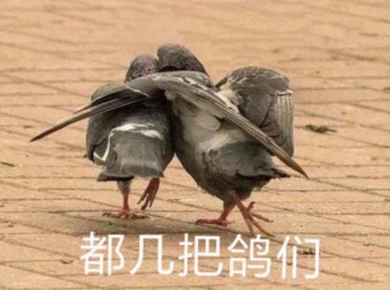 鸽子图片 表情包图标