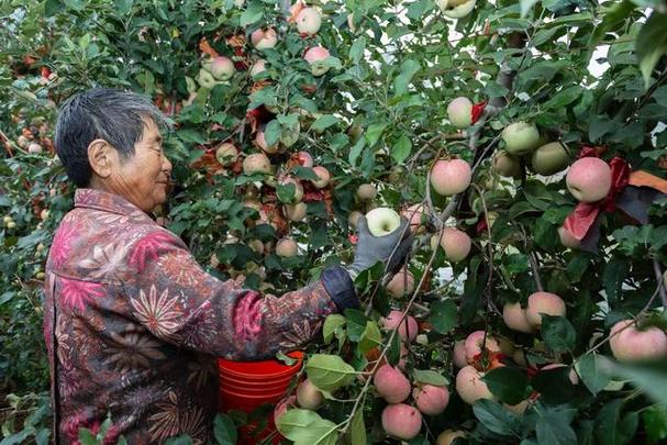 苹果怎么摘图标