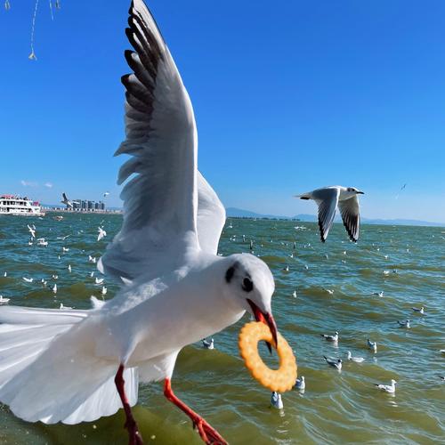 海鸥聊天平台图标