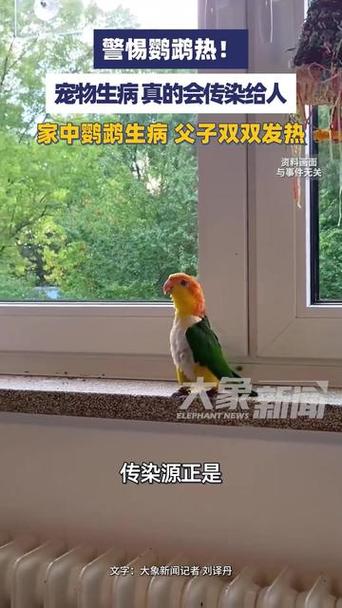家养鹦鹉会有传染病吗图标