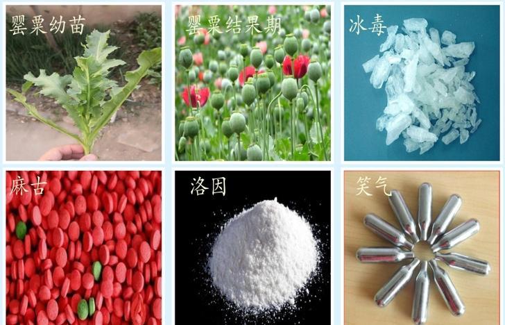 禁毒知识的普及与常识截图