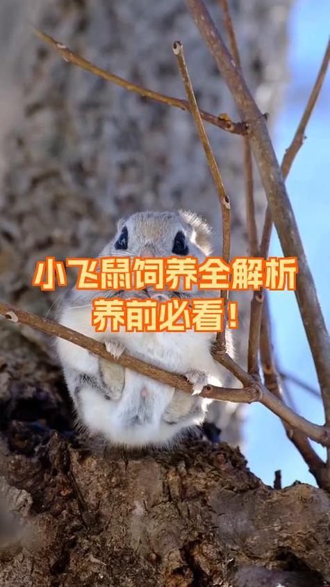 飞鼠养殖利润怎么样图标