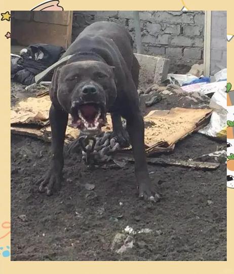 顶级比特斗犬视频图标